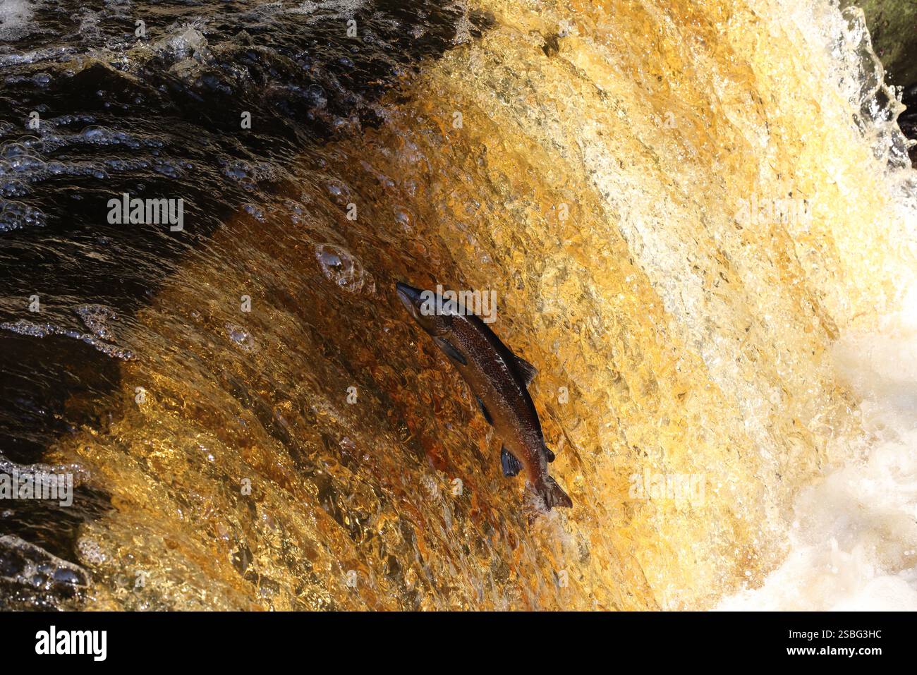 Atlantic salmon leaping up waterfall on the river Ribble at Stainforth ...