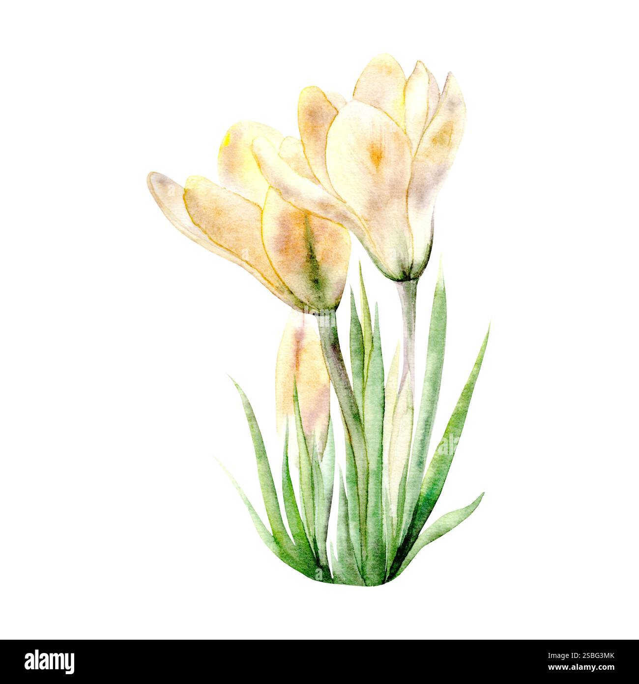 Watercolor illustration of the spring flowers of Yellow Crocuses. The ...