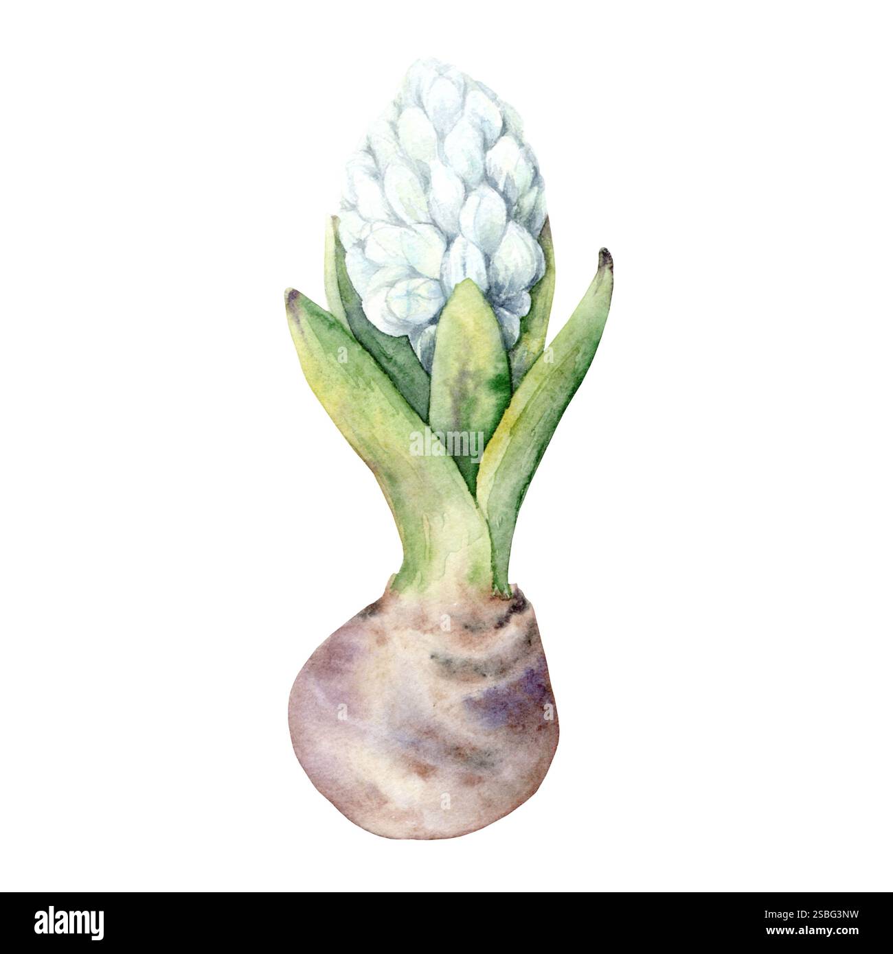 A watercolor illustration of the spring flowers of Blue Hyacinth. The ...