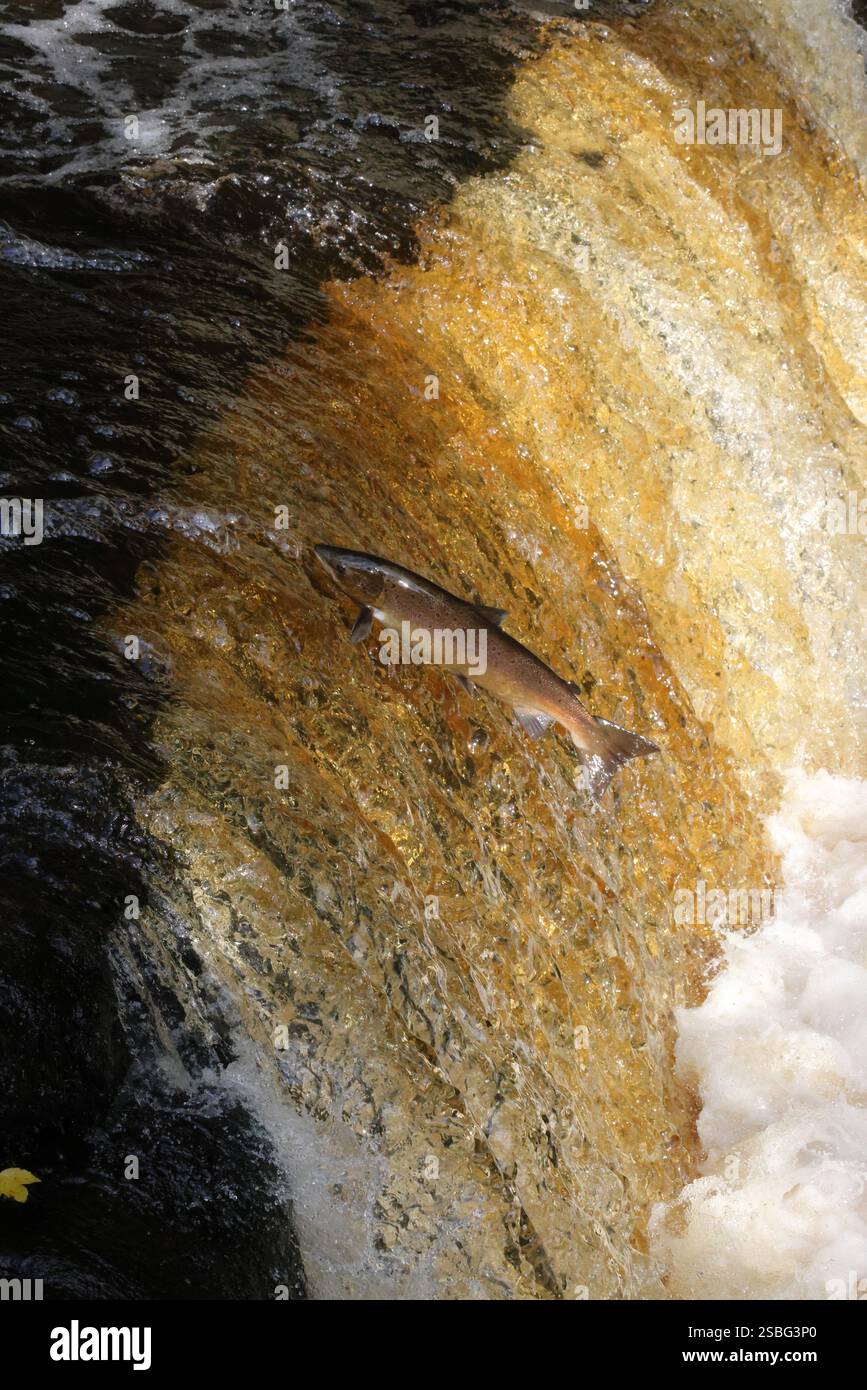 Atlantic salmon leaping up waterfall on the river Ribble at Stainforth ...