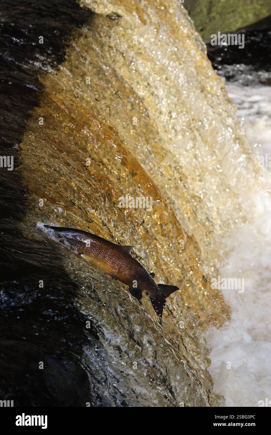 Atlantic salmon leaping up waterfall on the river Ribble at Stainforth ...
