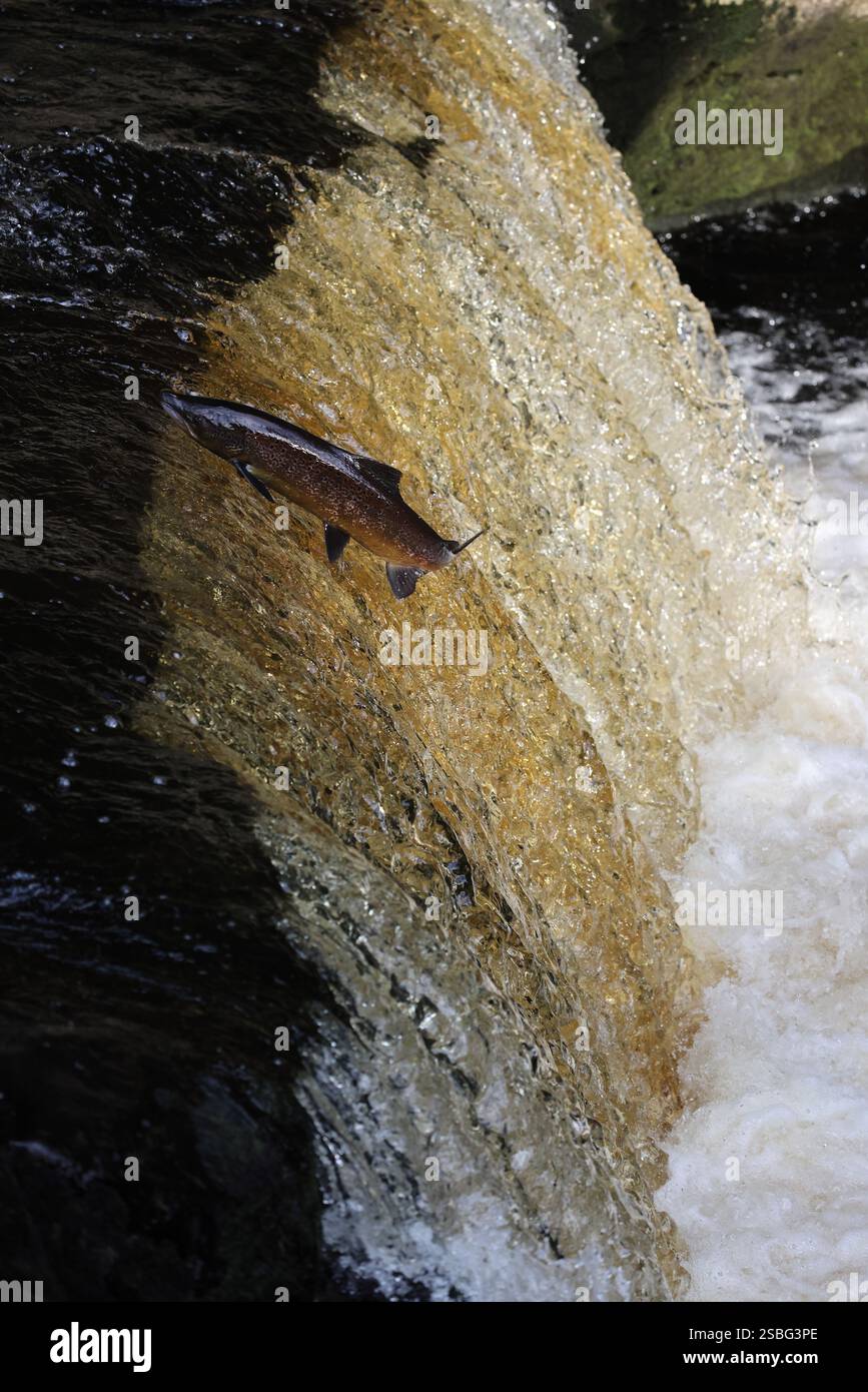 Atlantic salmon leaping up waterfall on the river Ribble at Stainforth ...