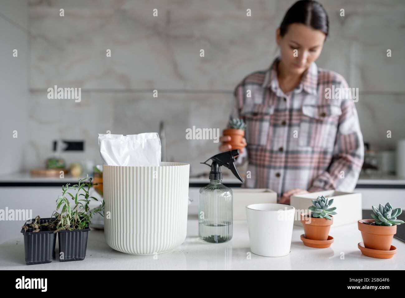 Spring Houseplant Care, repotting houseplants. Waking Up Indoor Plants ...