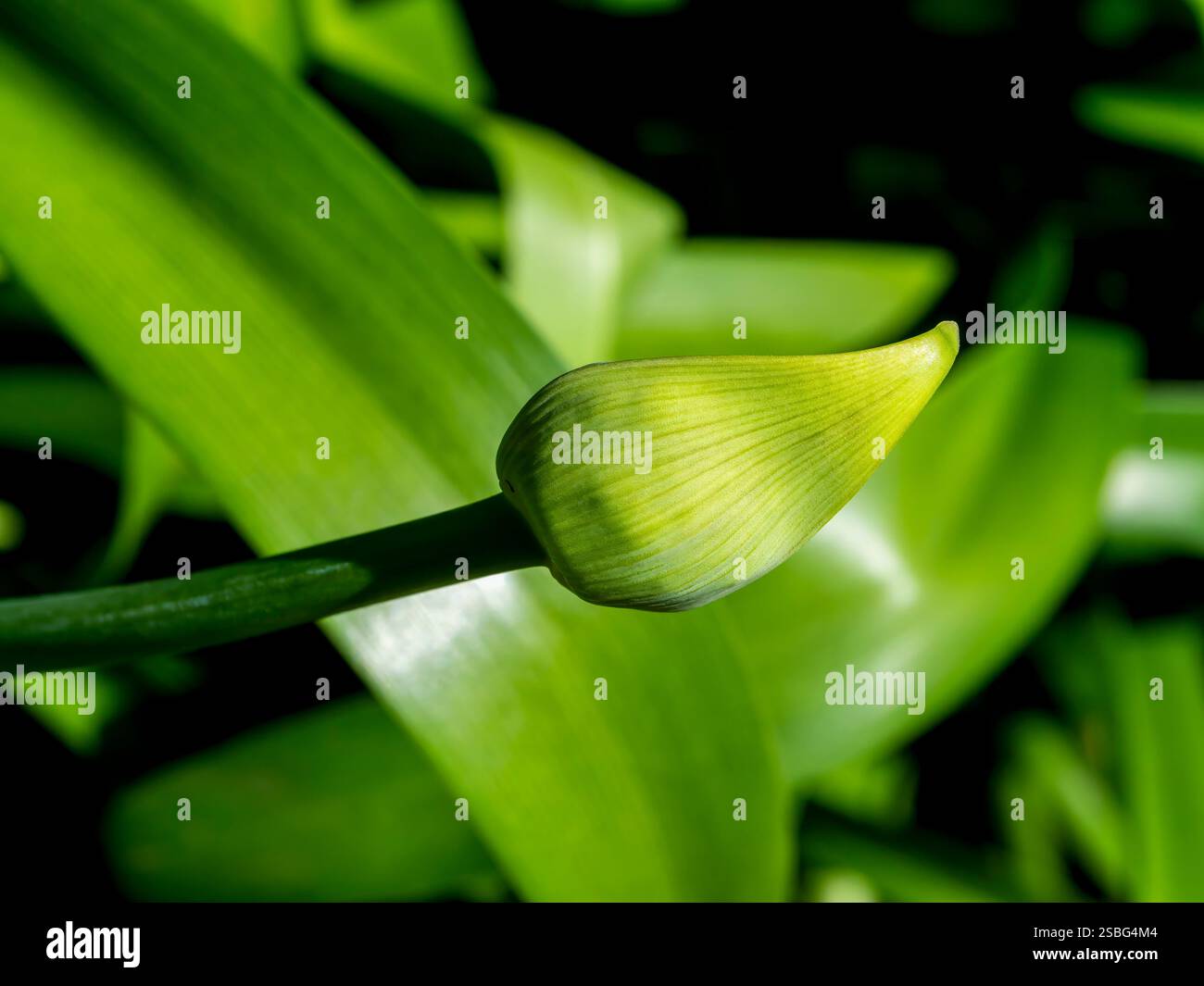 Bud of the ornamental lily (Agapanthus praecox), photographed near the ...