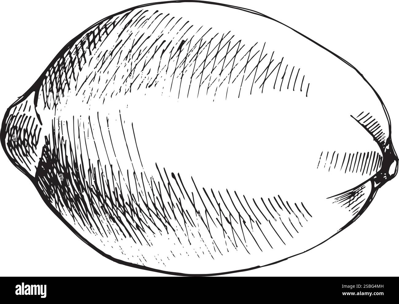 Whole lemon fruit. Citrus fruit is hand drawn in graphic technique ...