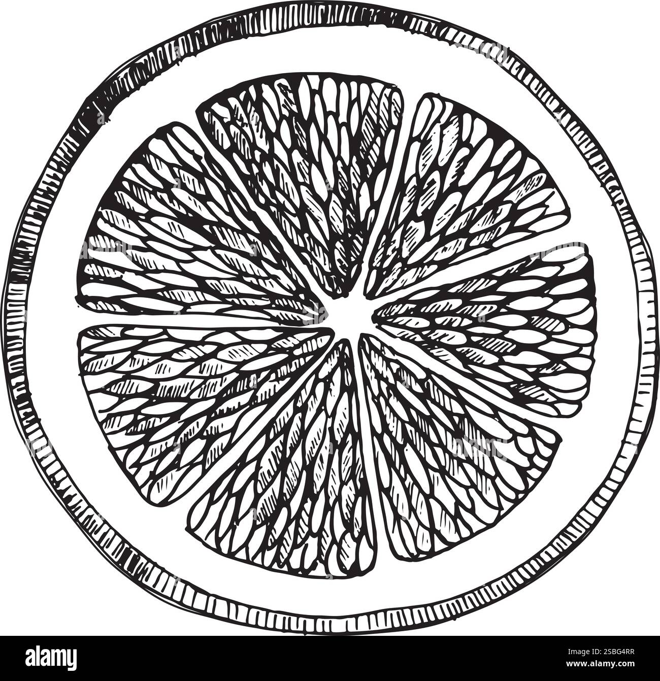 Round lemon slice. A cut flat piece of juicy citrus fruit is hand drawn ...