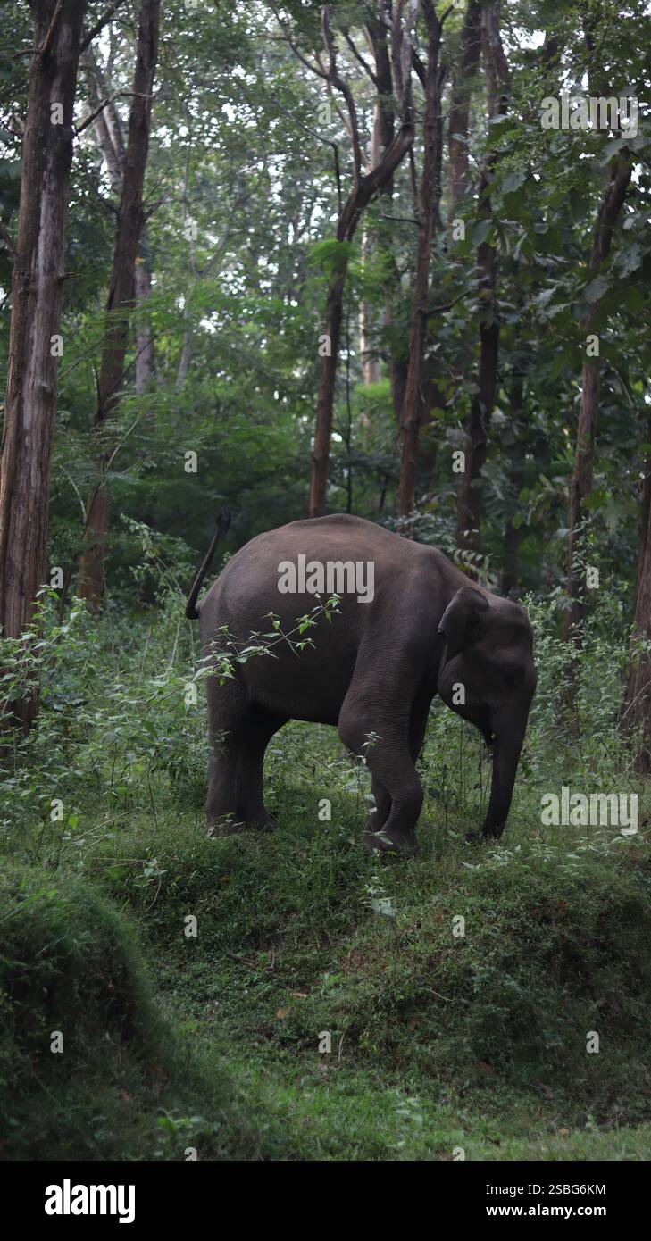 Elephant in the forest of wayanad, kerala Stock Photo - Alamy
