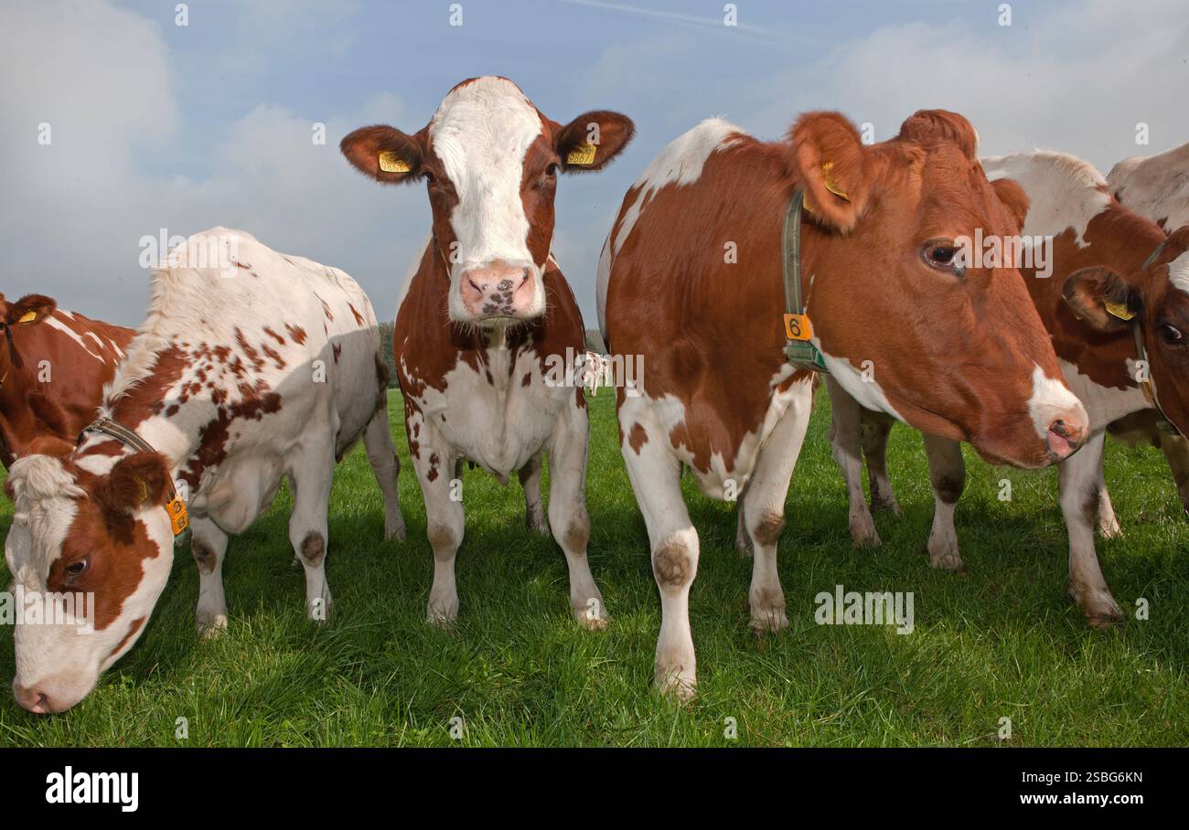 Cattle breeding, cows grazing at Dutch meadows in the polder Stock ...