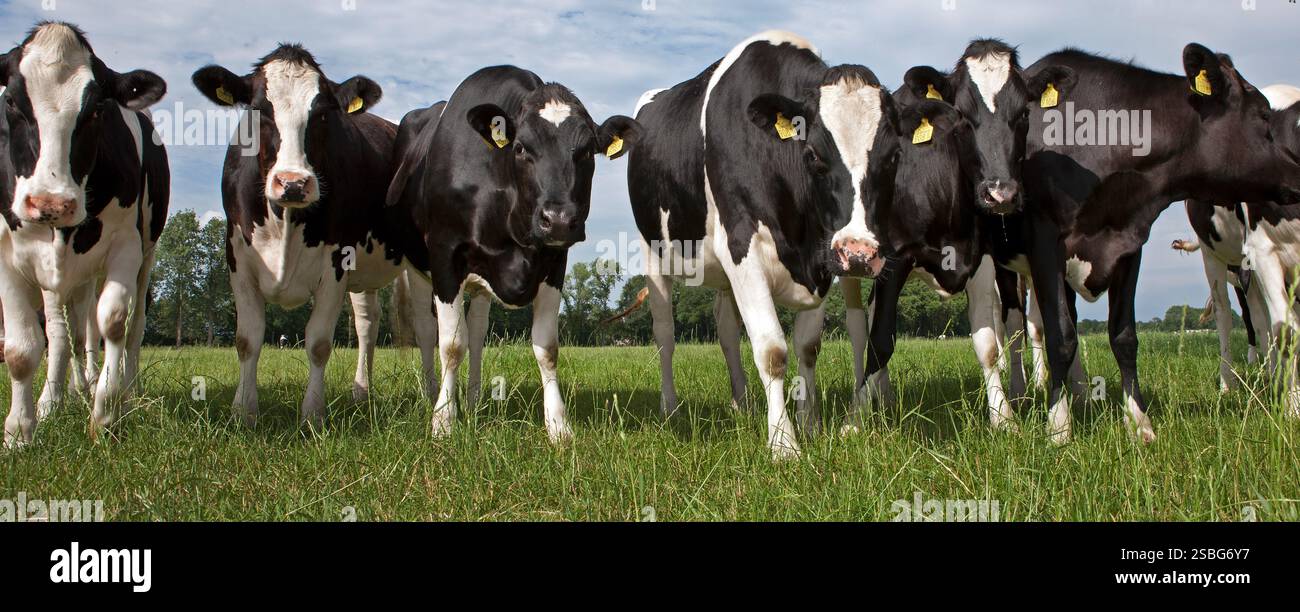 Cattle breeding, curious cows at the fence of Dutch meadows Stock Photo ...