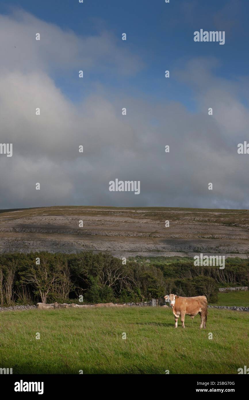 Cattle breeding, cows in Ireland grazing in meadow Stock Photo - Alamy