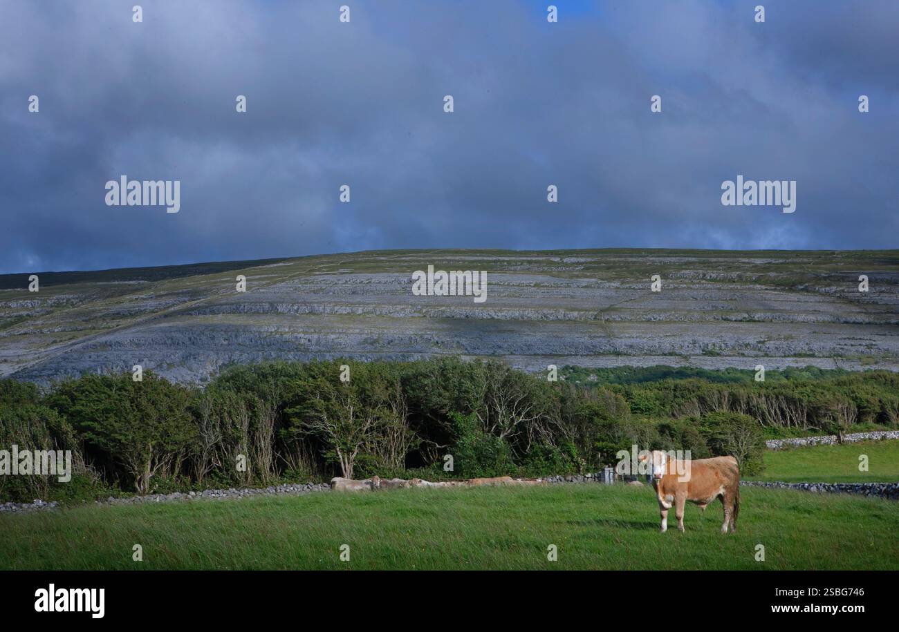 Cattle breeding, cows in Ireland grazing in meadow Stock Photo - Alamy