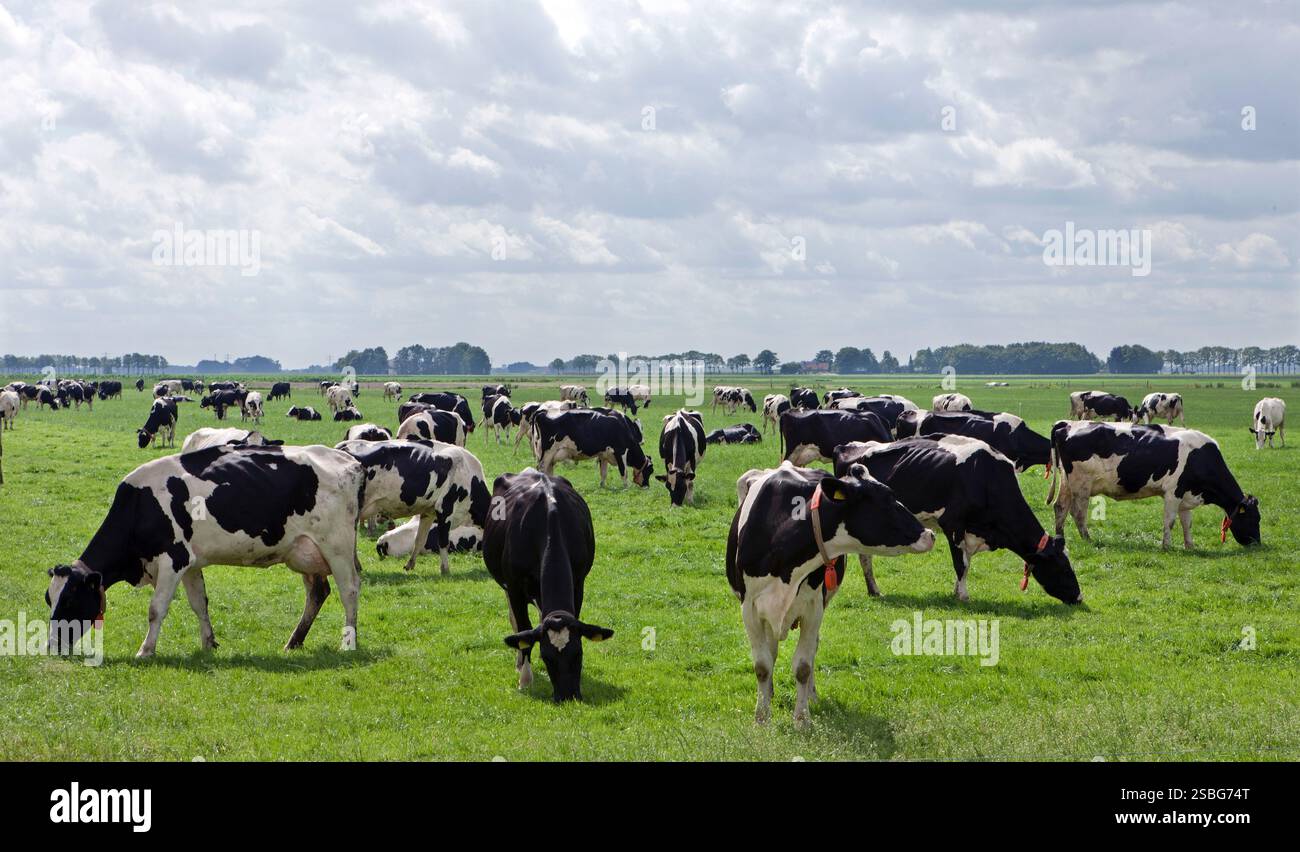 Cattle breeding, cows grazing at Dutch meadows in the polder Stock ...