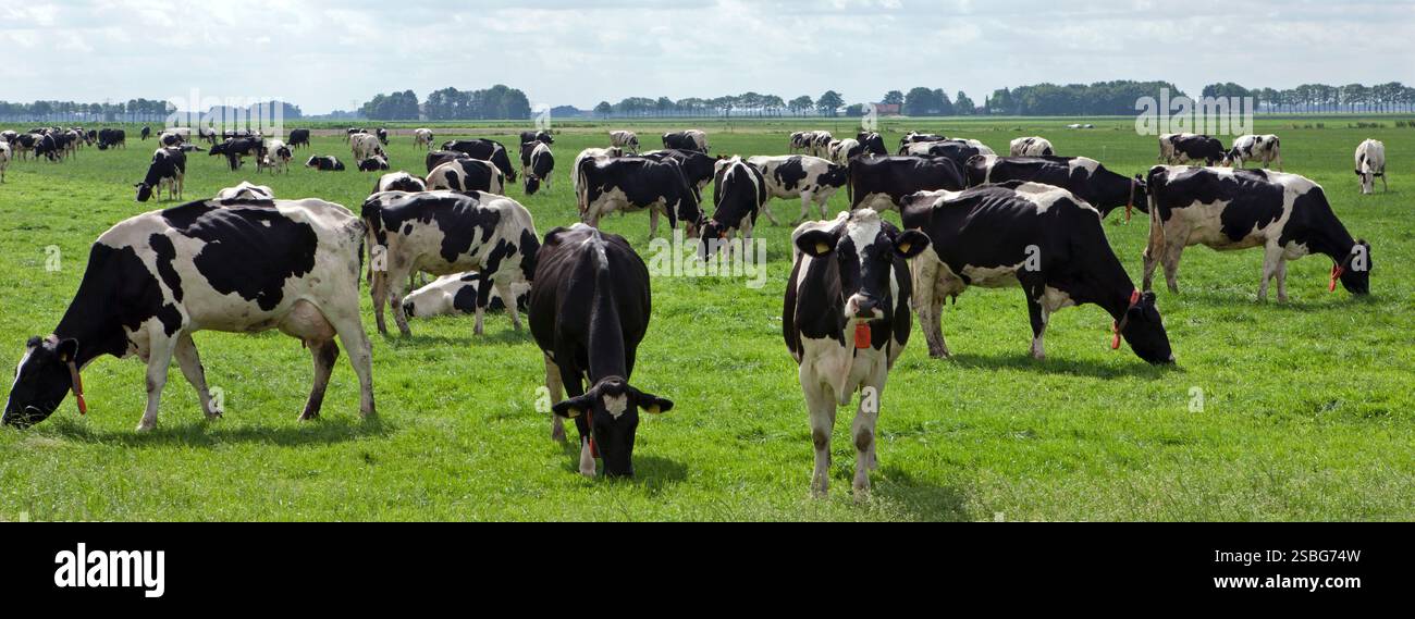 Cattle breeding, cows grazing at Dutch meadows in the polder Stock ...