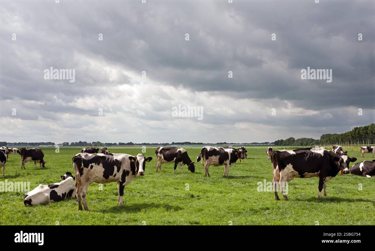 Cattle breeding, cows grazing at Dutch meadows in the polder Stock ...