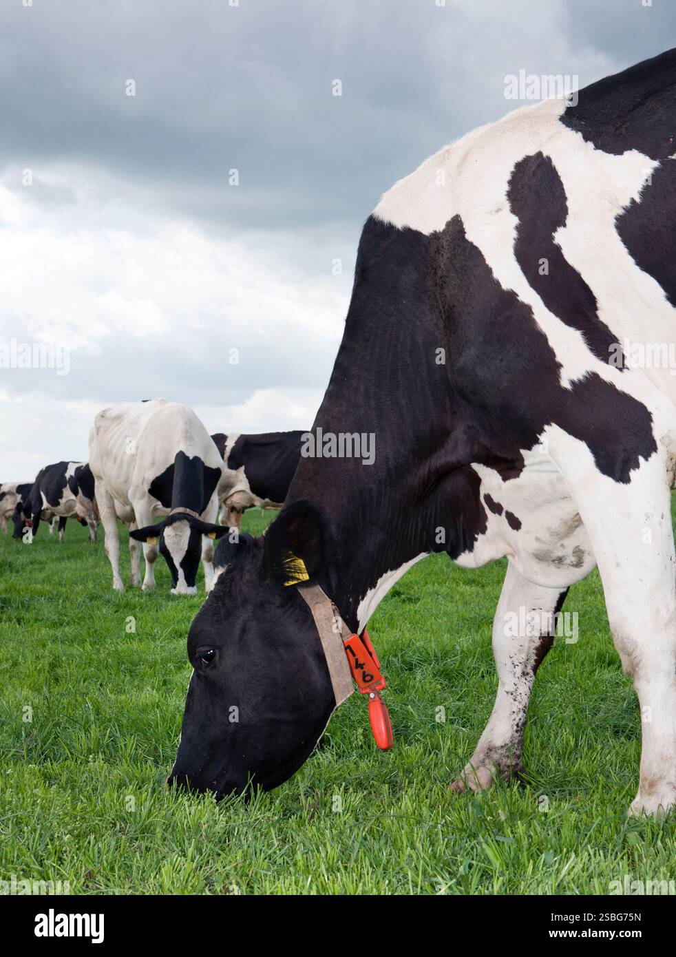 Cattle breeding, cows grazing at Dutch meadows in the polder Stock Photo - Alamy