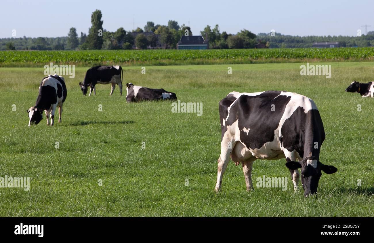 Cattle breeding, cows grazing at Dutch meadows in the polder Stock ...
