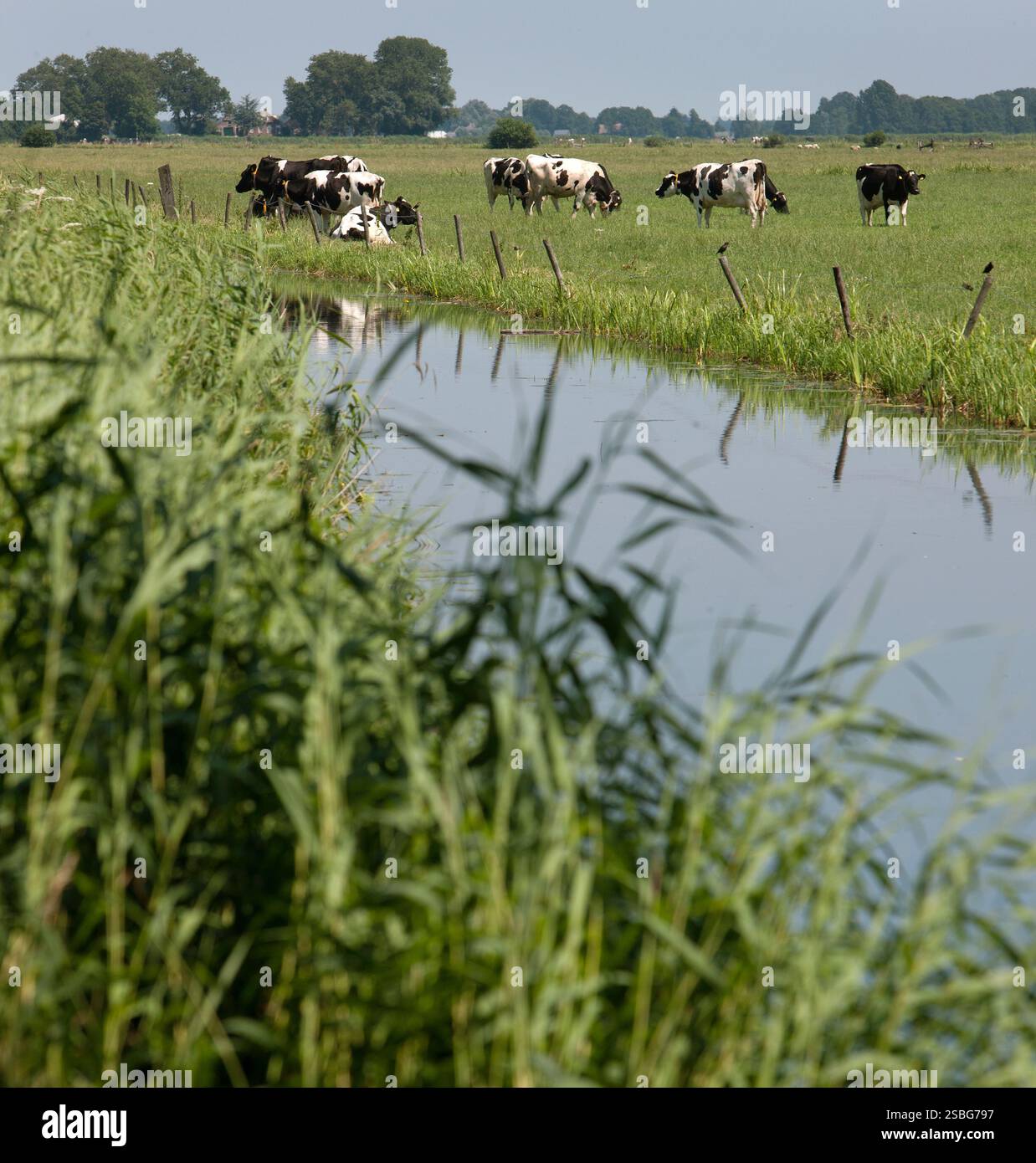 Cattle breeding, cows grazing at Dutch meadows in the polder Stock ...