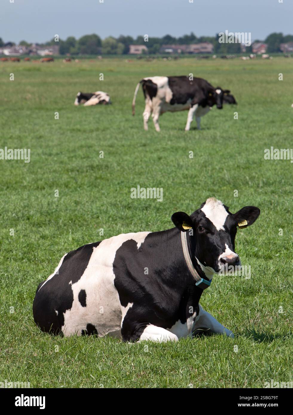 Cattle breeding, cows grazing at Dutch meadows in the polder. Resting and ruminating cows Stock ...