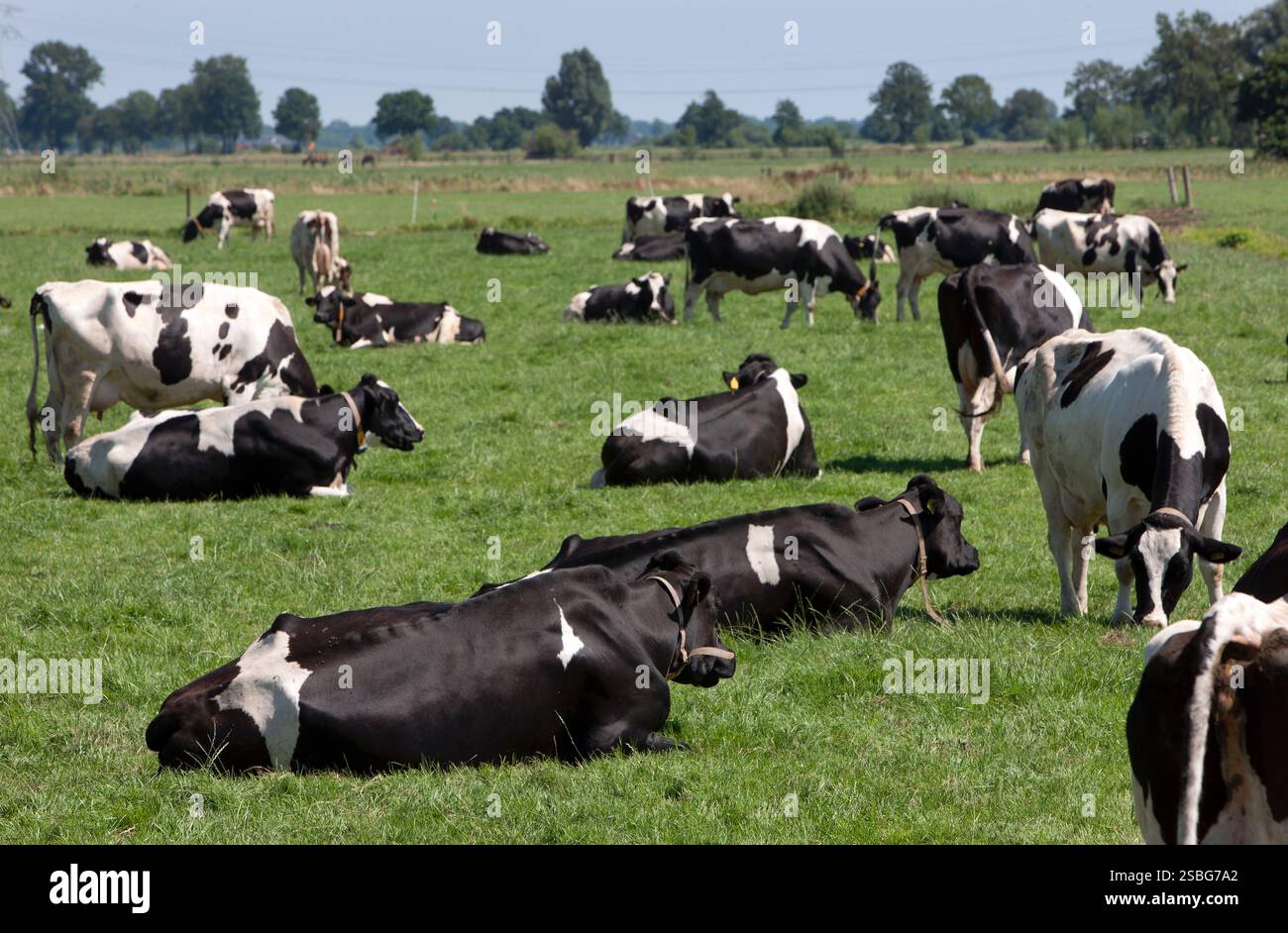 Cattle breeding, cows grazing at Dutch meadows in the polder. Resting and ruminating cows Stock ...