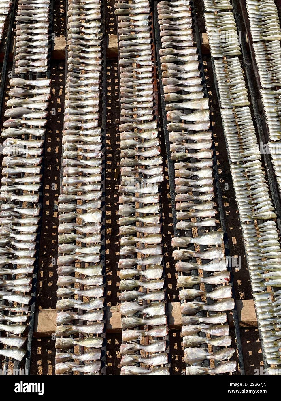 Fish drying in the sun in Soutr Nikom at Kampong Khleang Floating ...