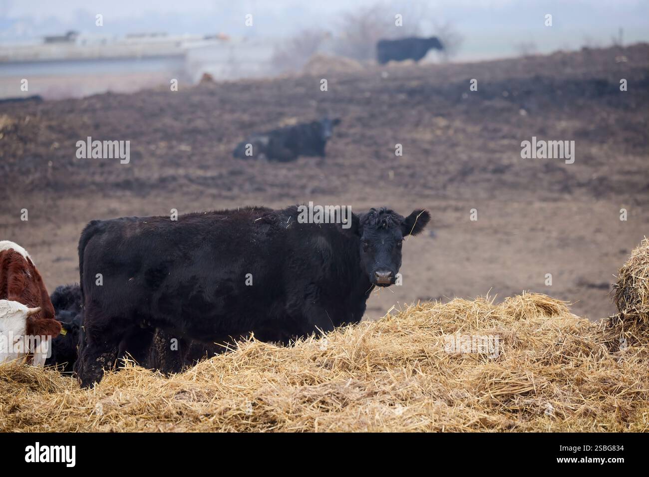 Angus cows on a farm in winter Stock Photo - Alamy
