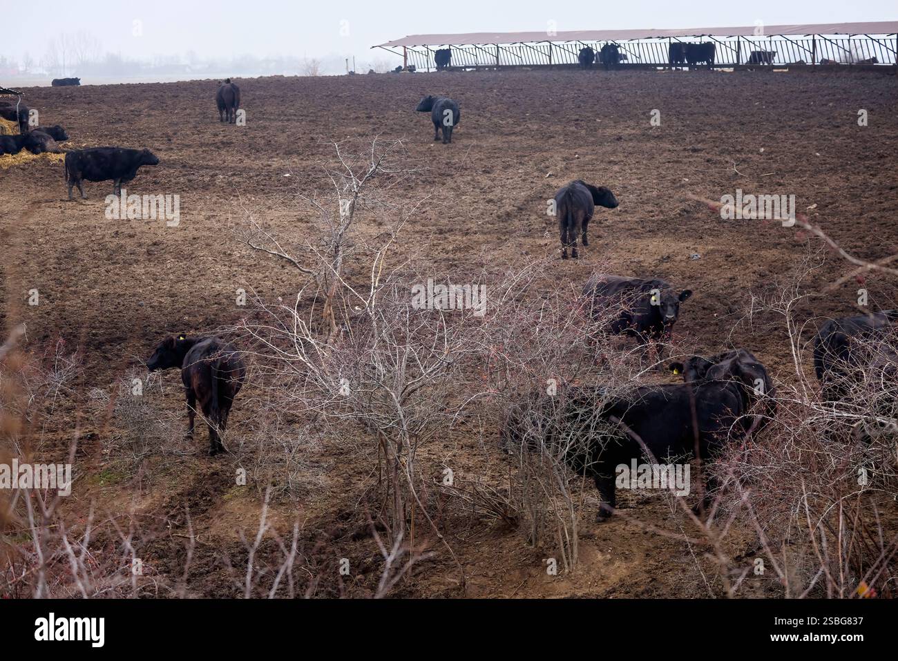 Angus cows on a farm in winter Stock Photo - Alamy