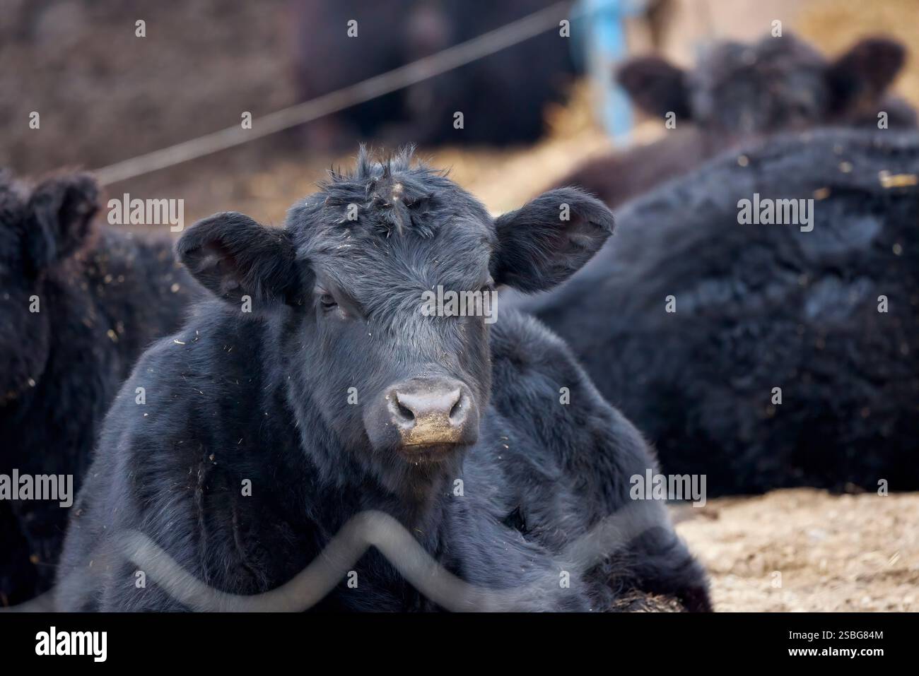 Angus cows on a farm in winter Stock Photo - Alamy