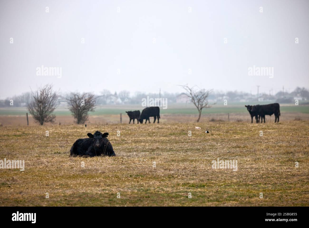 Angus cows on a farm in winter Stock Photo - Alamy