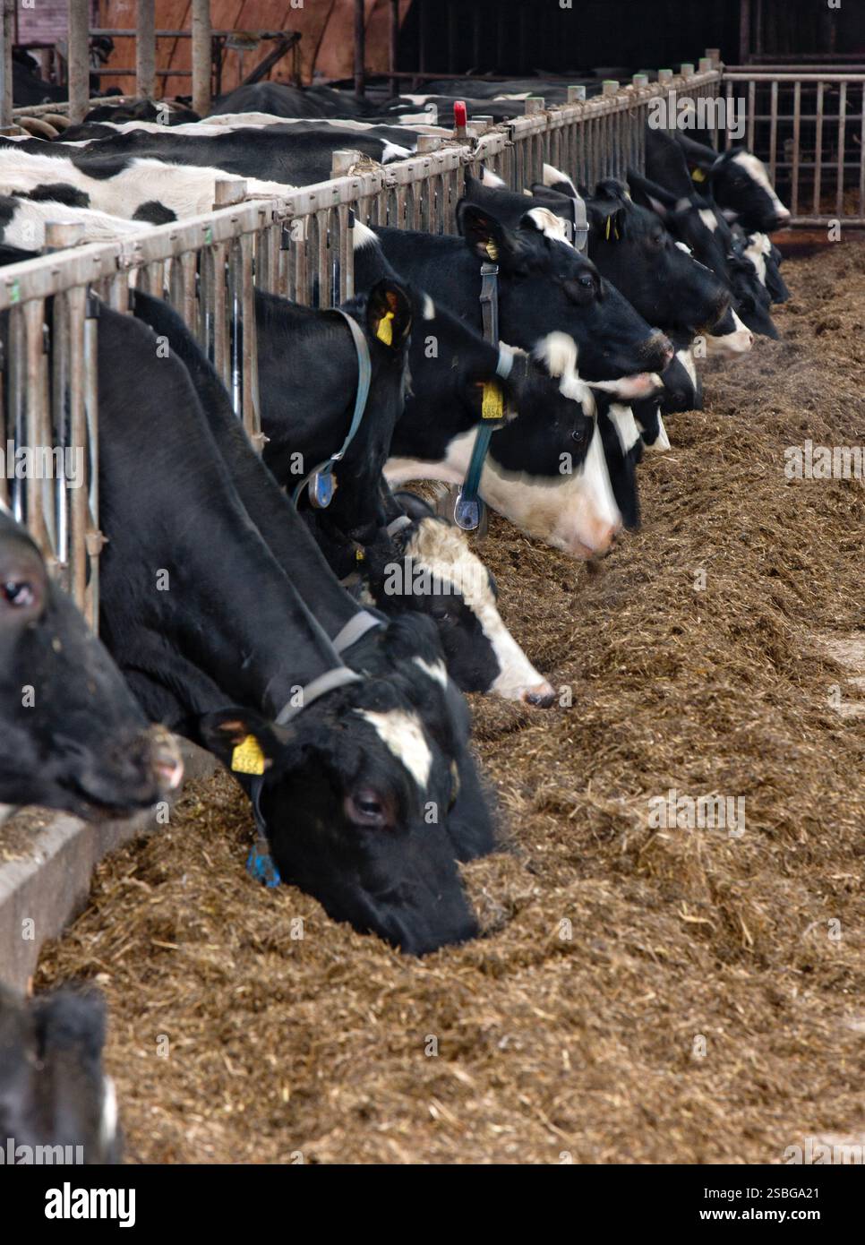 Cattle breeding, cows at Dutch stable at feeding gate eating silage ...
