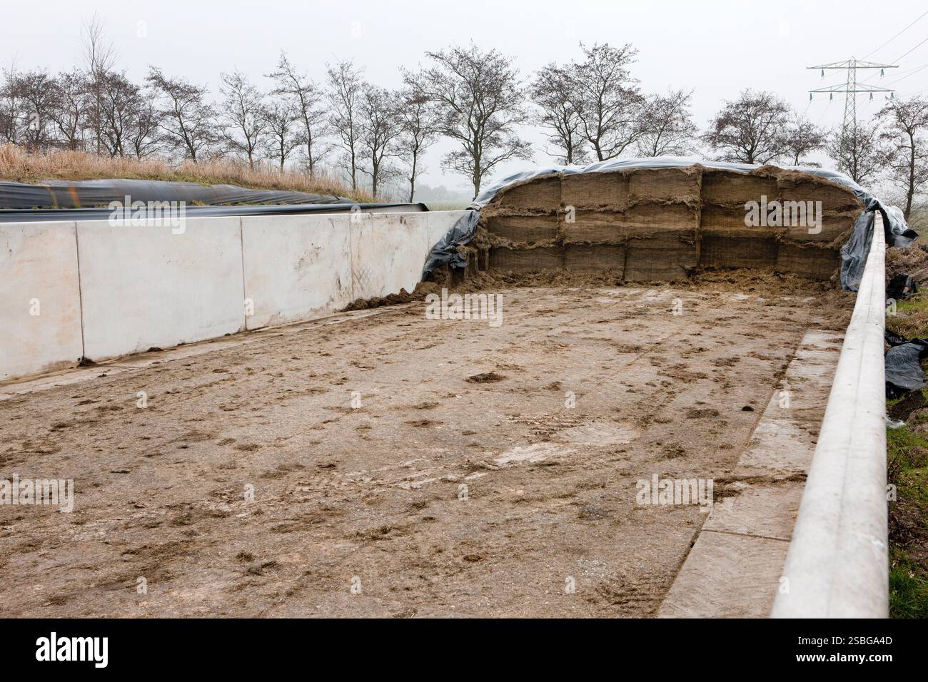 Cattle breeding, silage storage in silage clamp Stock Photo - Alamy