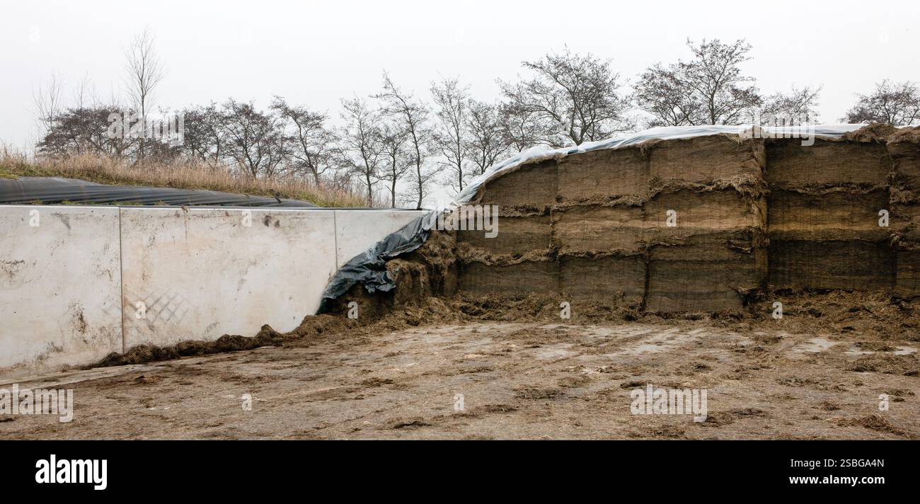 Cattle breeding, silage storage in silage clamp Stock Photo - Alamy