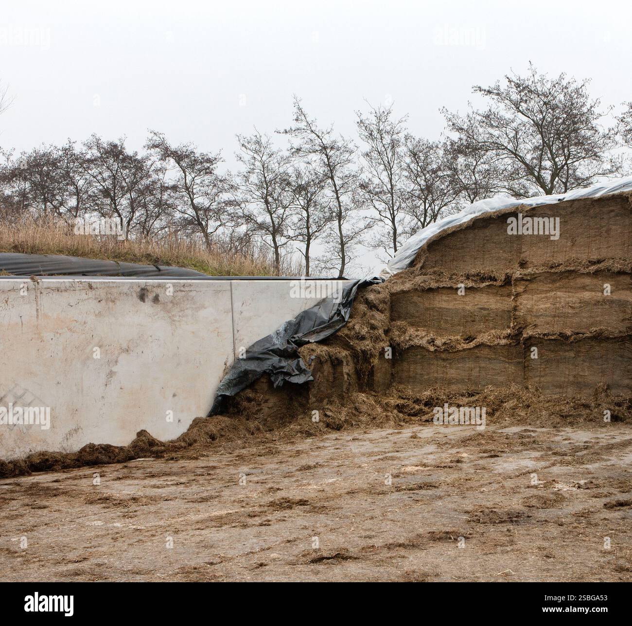 Cattle breeding, silage storage in silage clamp Stock Photo - Alamy