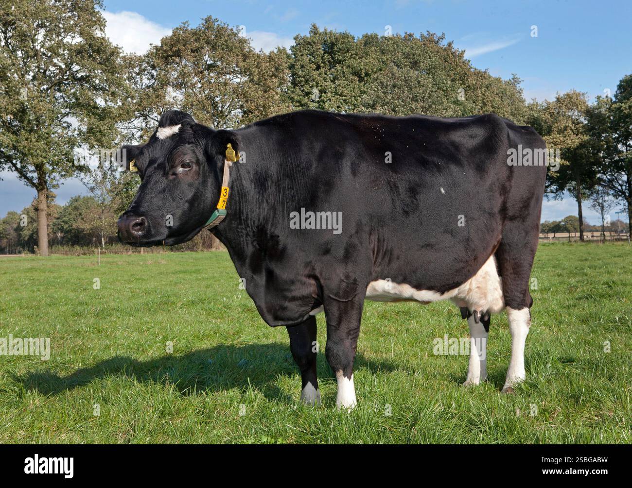 Cattle breeding, quality cow posing in meadow Stock Photo - Alamy