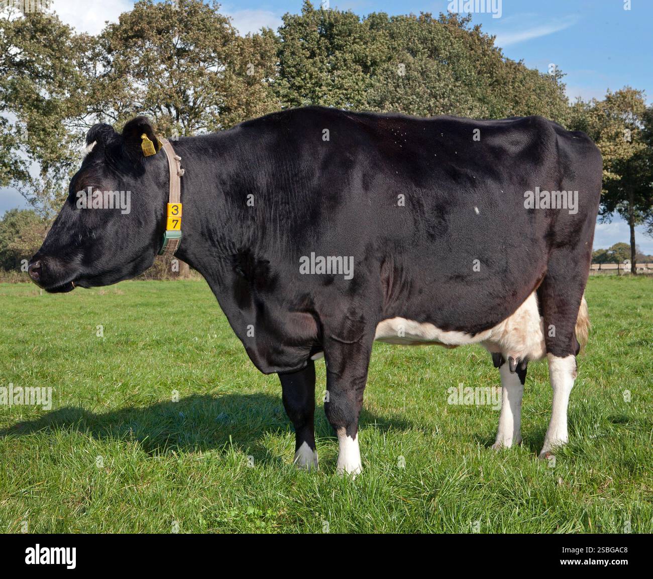 Cattle breeding, quality cow posing in meadow Stock Photo - Alamy