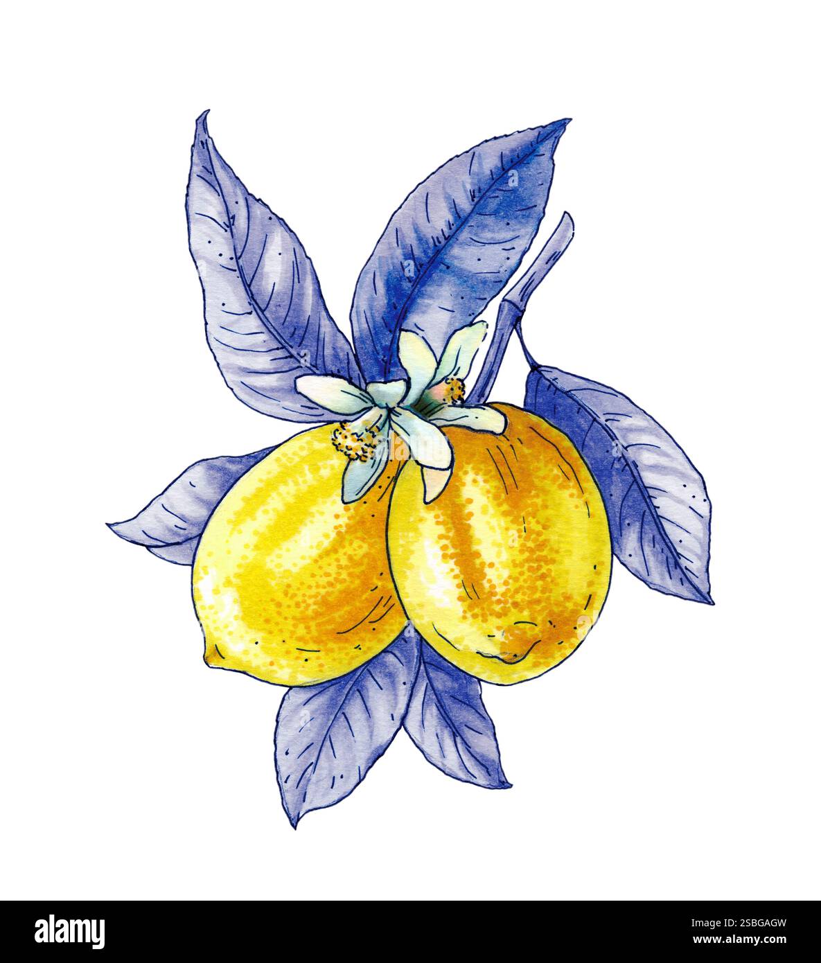 Hand-Drawn Sketch of Lemon Branch with Two Lemons and Blue Leaves ...
