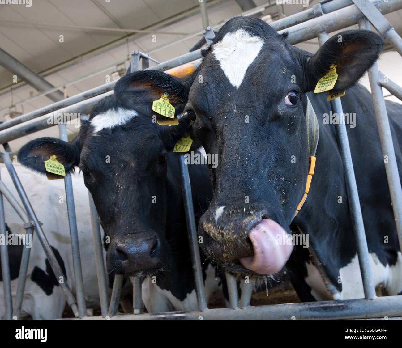 Cattle breeding, cows at Dutch stable at feeding gate eating silage ...