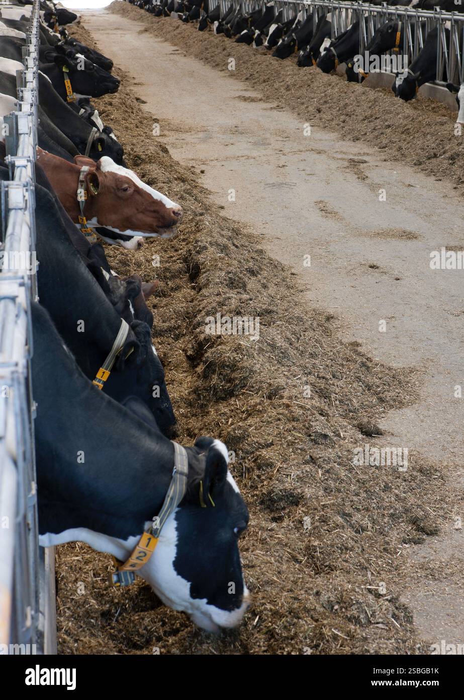 Cattle breeding, cows at Dutch stable at feeding gate eating silage ...