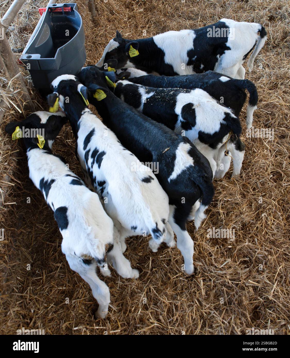 Cattle breeding, cows at Dutch stable , calves in stable at straw Stock ...