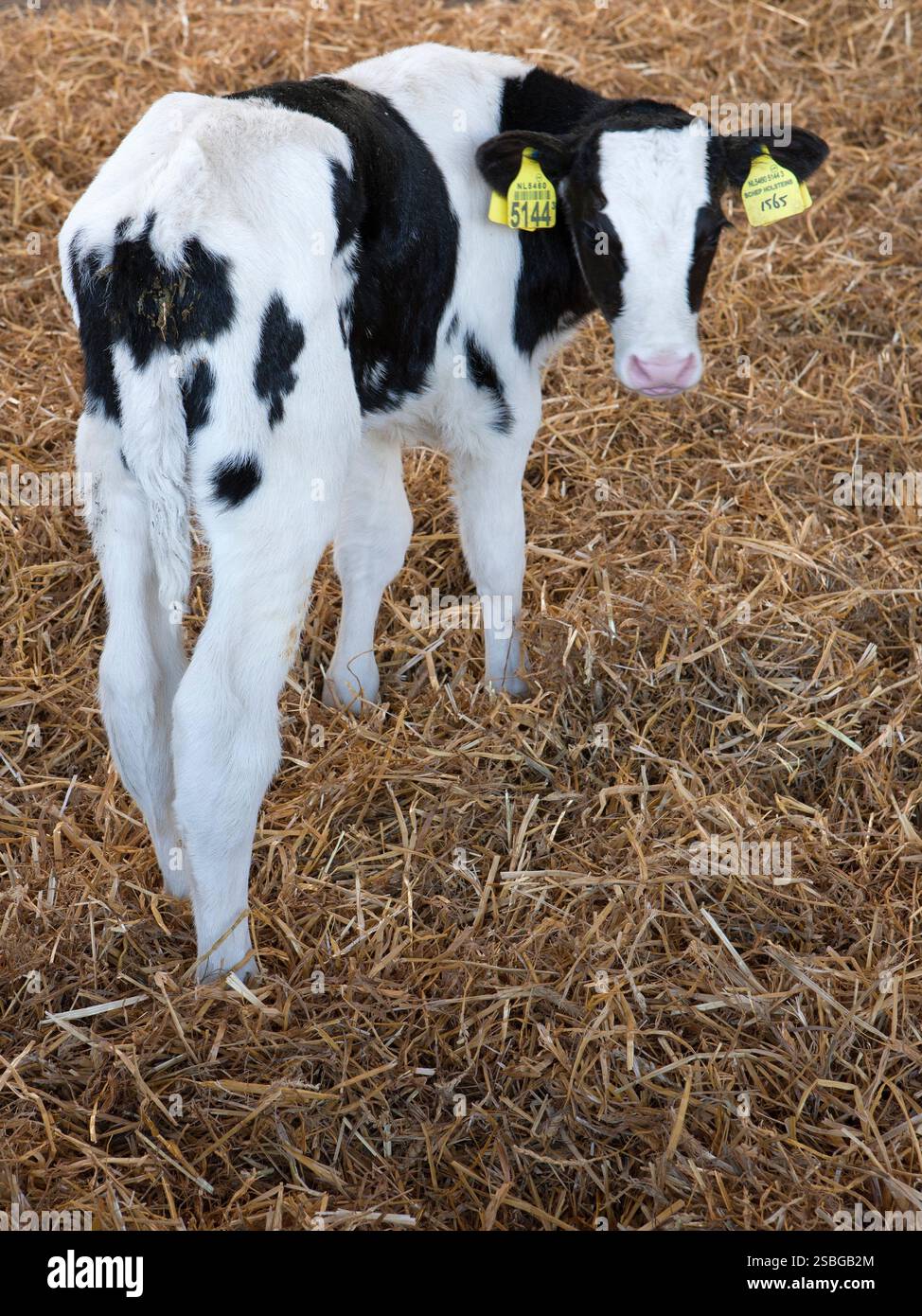 Cattle breeding, cows at Dutch stable , calves in stable at straw Stock ...