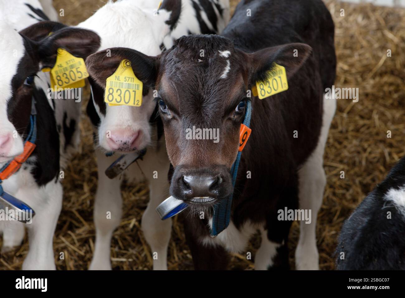 Cattle breeding, cows at Dutch stable Calves on straw in stable Stock ...