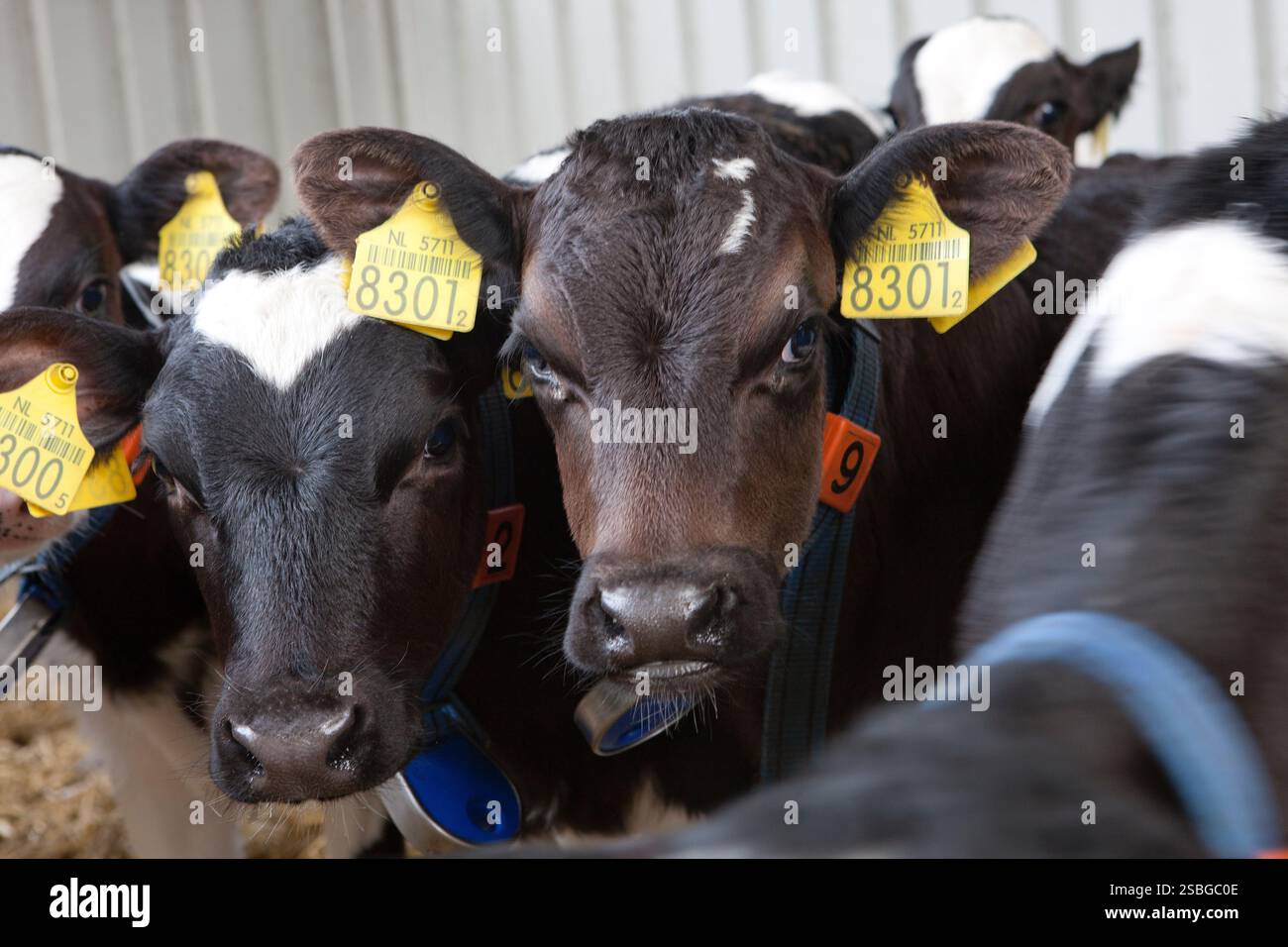 Cattle breeding, cows at Dutch stable Calves on straw in stable Stock ...