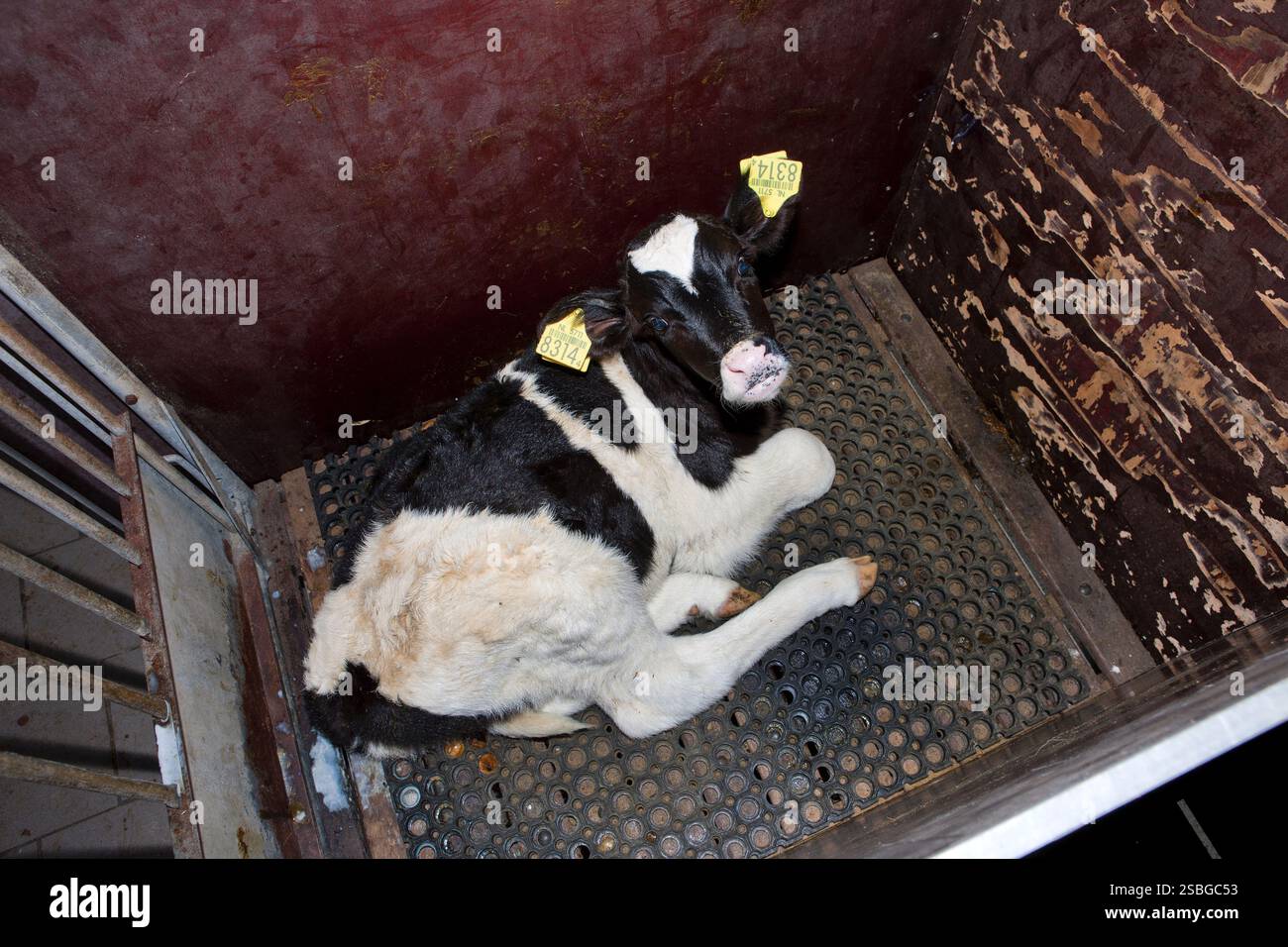Cattle breeding, cows at Dutch stable Calves in box Stock Photo - Alamy