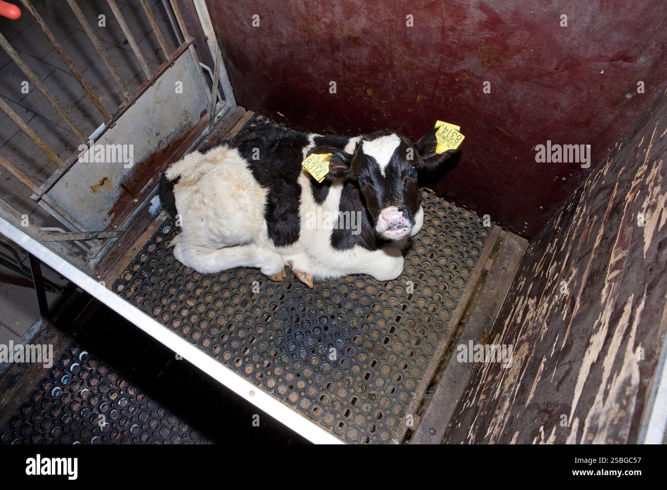 Cattle breeding, cows at Dutch stable Calves in box Stock Photo - Alamy
