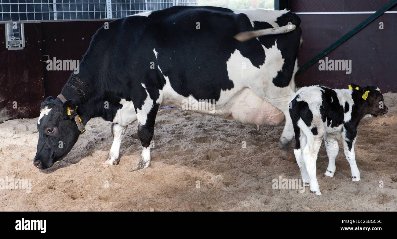Cattle breeding, cows at Dutch stable, cow with calf in recovery stable ...