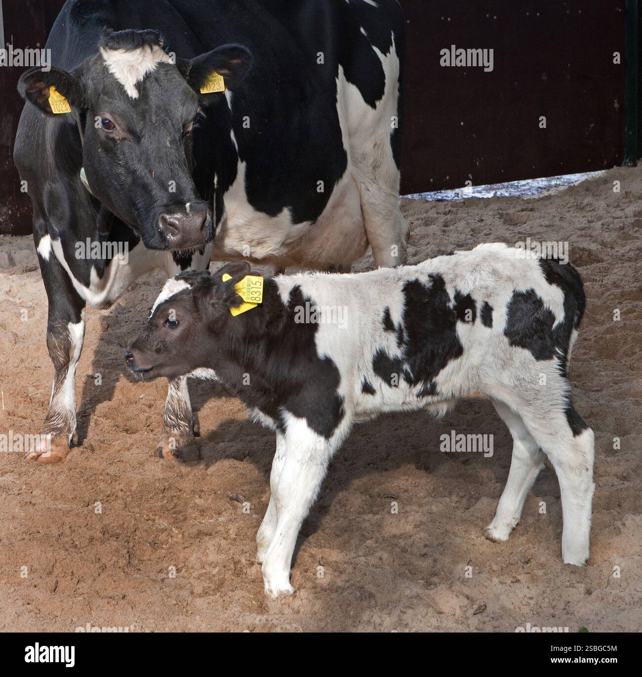 Cattle breeding, cows at Dutch stable , cow with calf in recovery ...