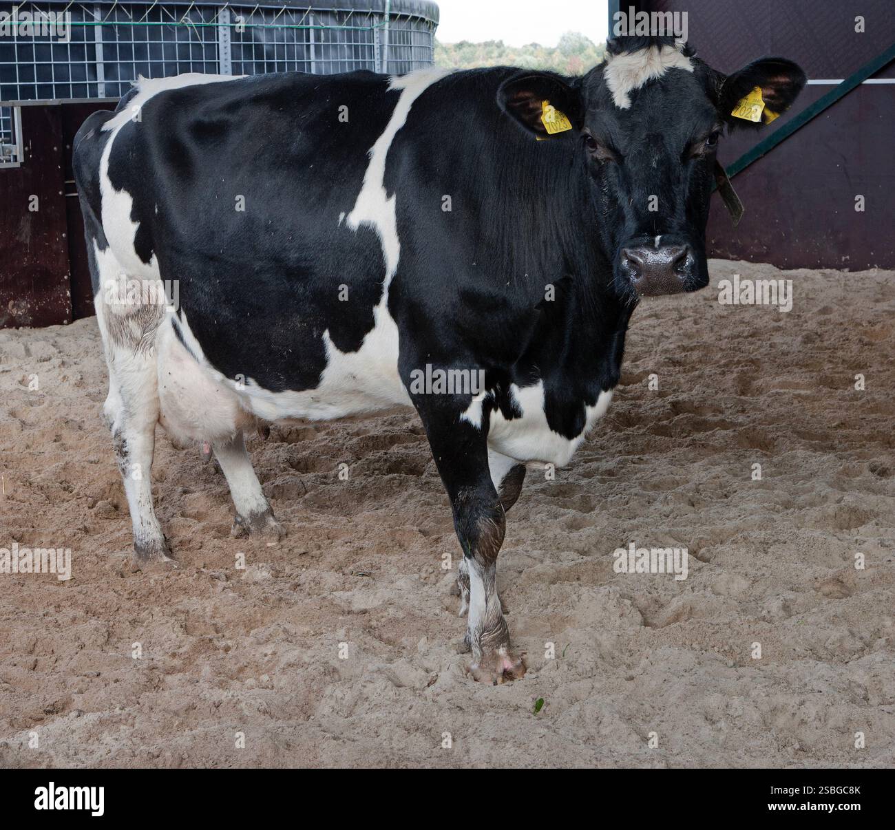Cattle breeding, cows at Dutch stable pregnant cow in recoverij stable ...