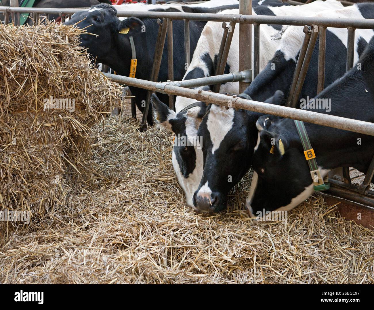 Cattle breeding, cows at Dutch stable at feeding gate eating silage ...