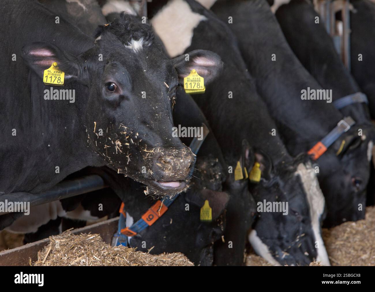 Cattle breeding, cows at Dutch stable at feeding gate eating silage ...