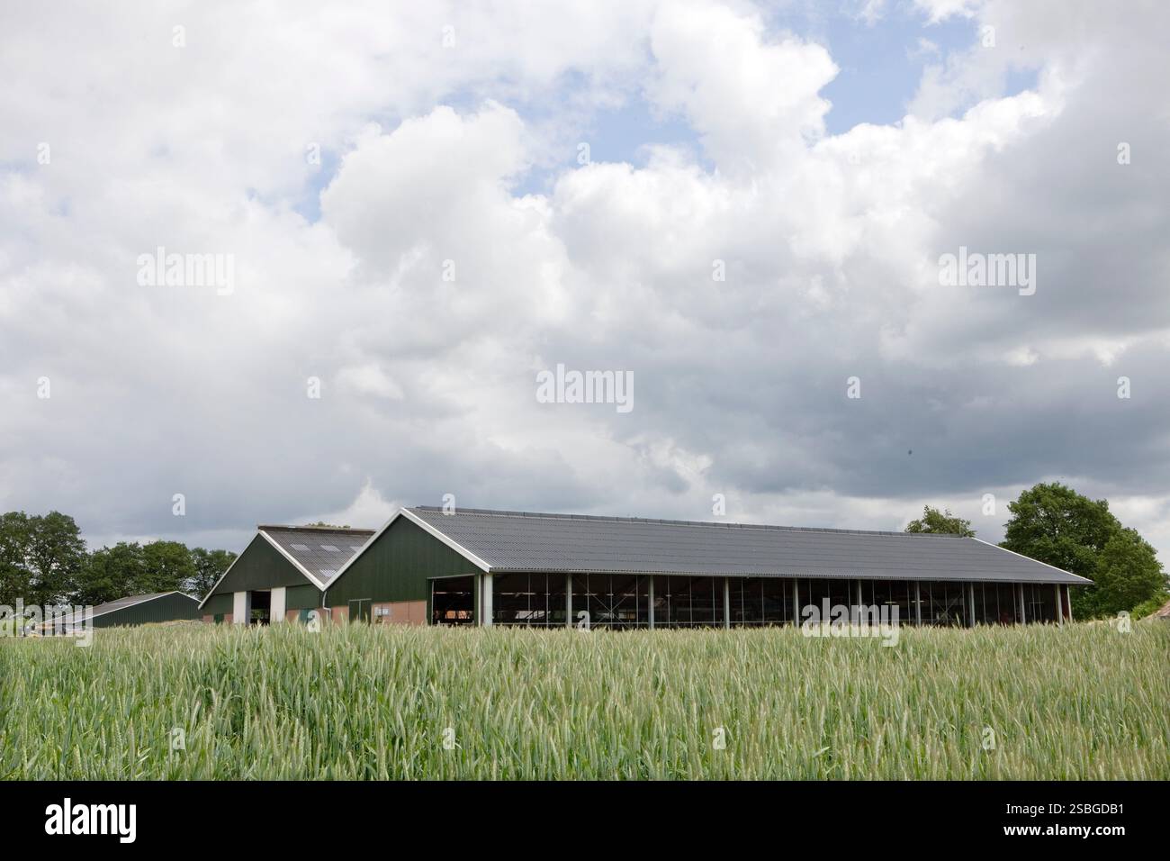 New built cattle stables in the Netherlands Stock Photo - Alamy