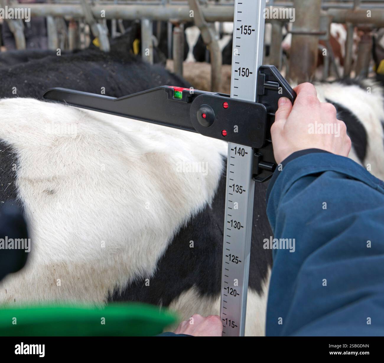 Measuring the height of cows. Cattle breeding. Dairy farm Stock Photo ...